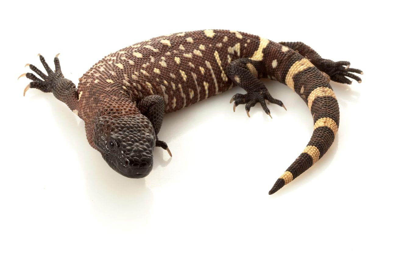 The most dangerous lizards and where they exist in the world - Eazeax