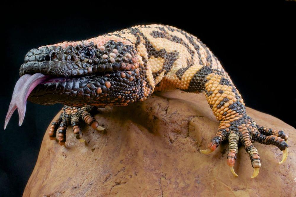 The most dangerous lizards and where they exist in the world - Eazeax